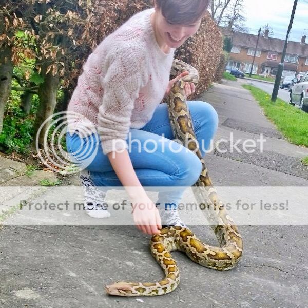 Pimbura Pythons | Reptile Forums