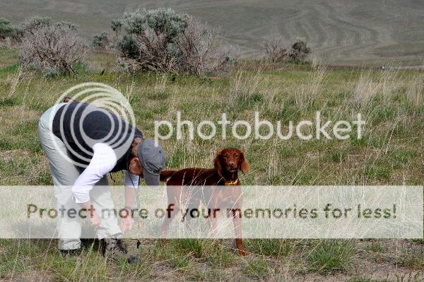 FDSB Red Setter's - Gun Dog Forum